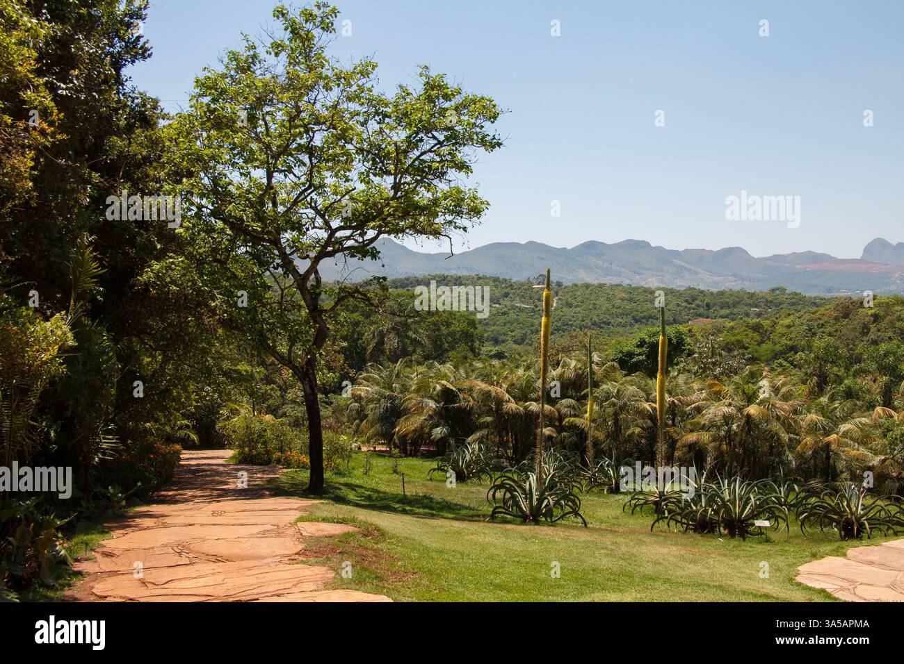 The Exotic Octopus agave and, the tropical forest, Inhotim, Minas ...