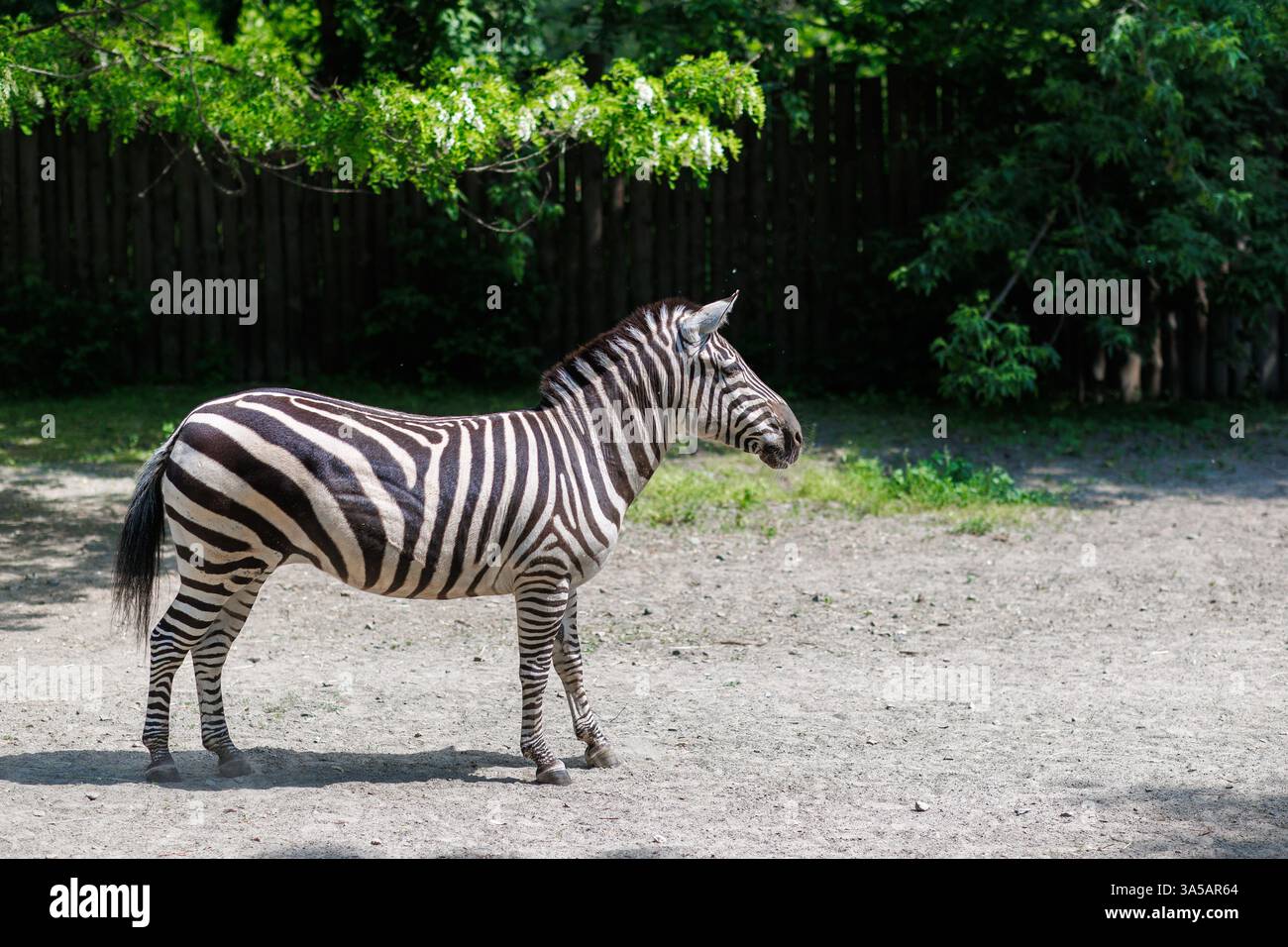 zebras in a zoo Kyiv, Ukraine Stock Photo - Alamy