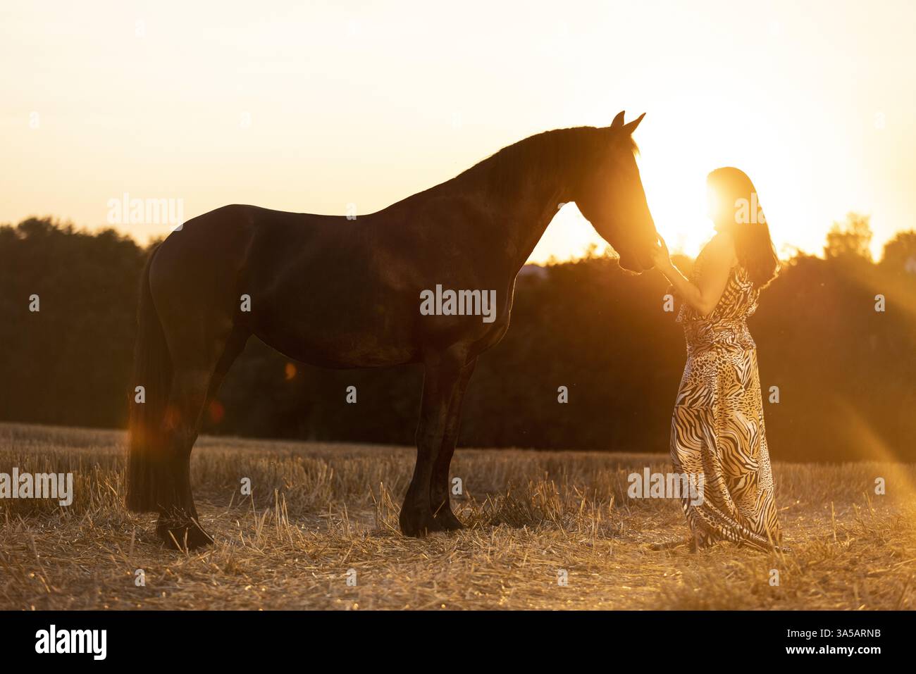 young woman with friesian mare Stock Photo - Alamy