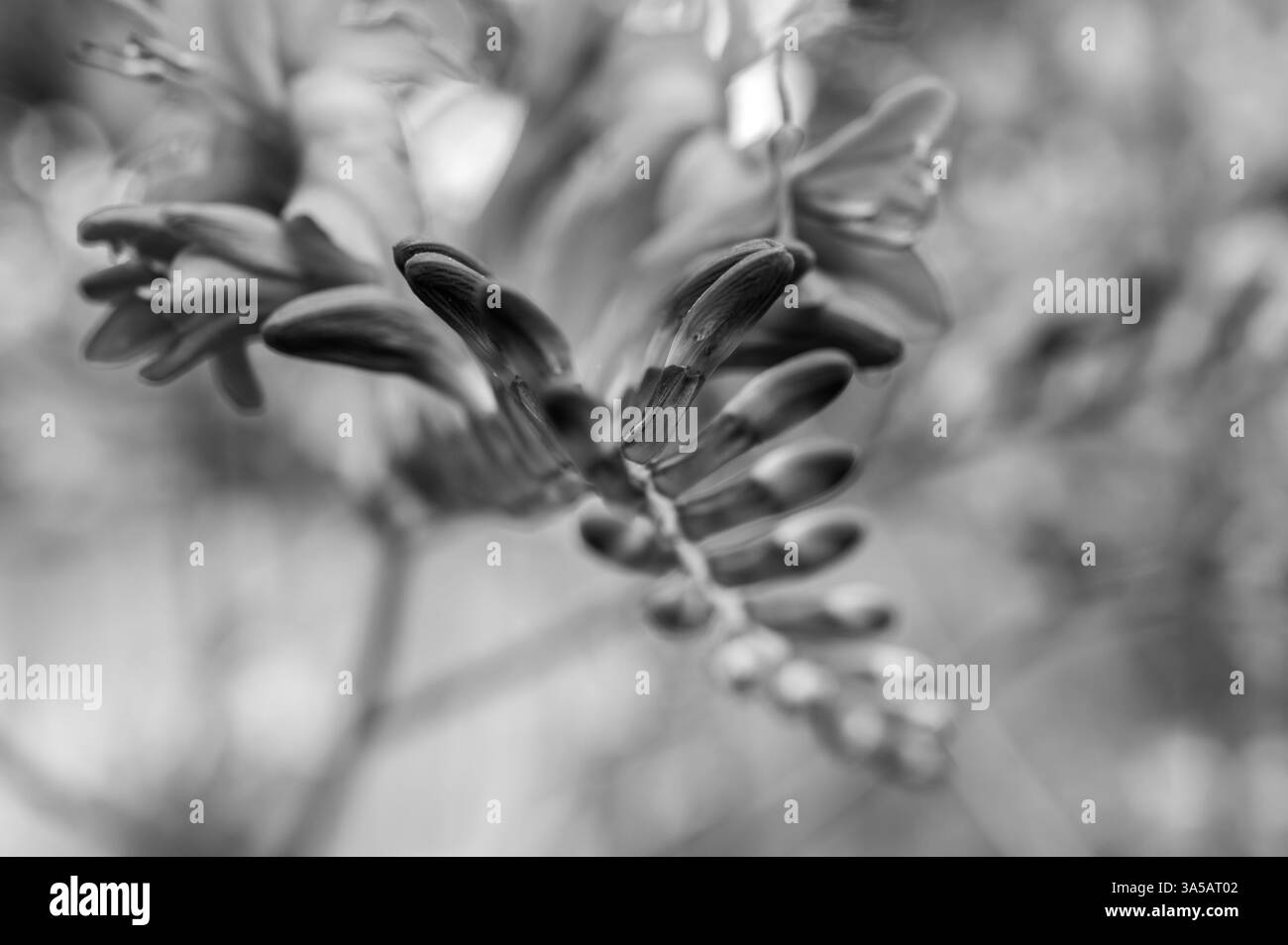 Lucifer flowers Black and White Stock Photos & Images - Alamy