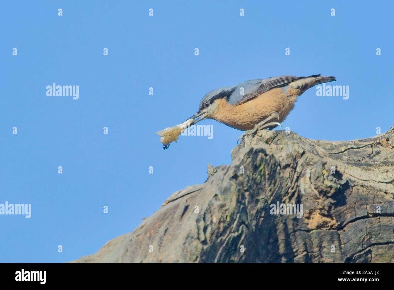 Chestnut-bellied Nuthatch (Sitta cinnamoventris), on a dead tree trunk ...