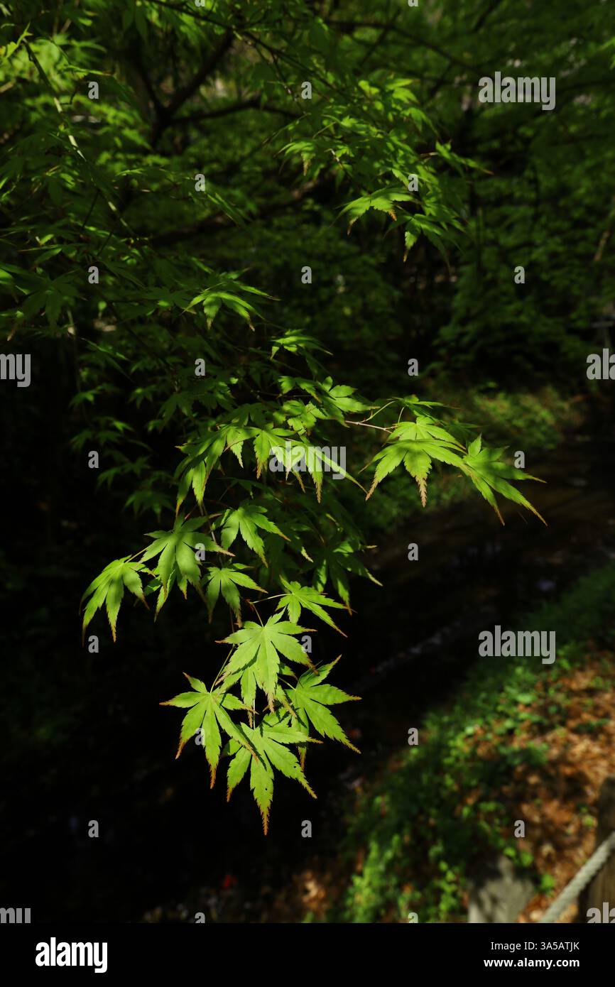 The beautiful fresh greenery of Japanese maples in the back alleys of ...