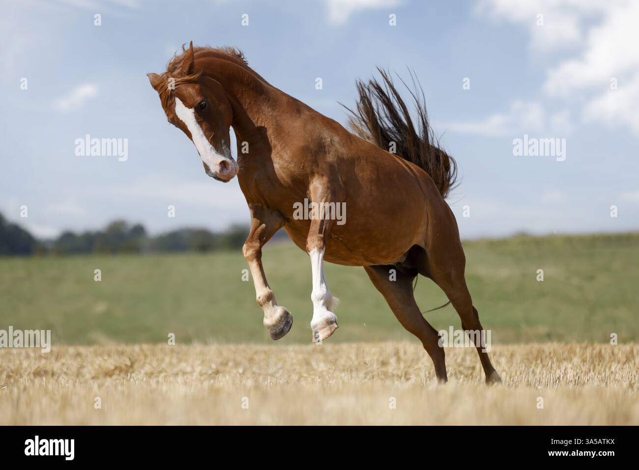 German Riding Pony mare Stock Photo - Alamy