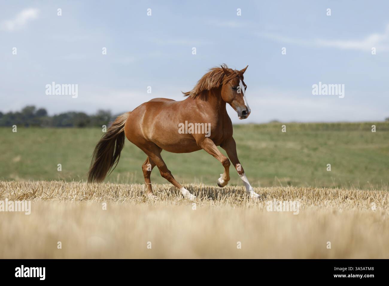 German Riding Pony mare Stock Photo - Alamy