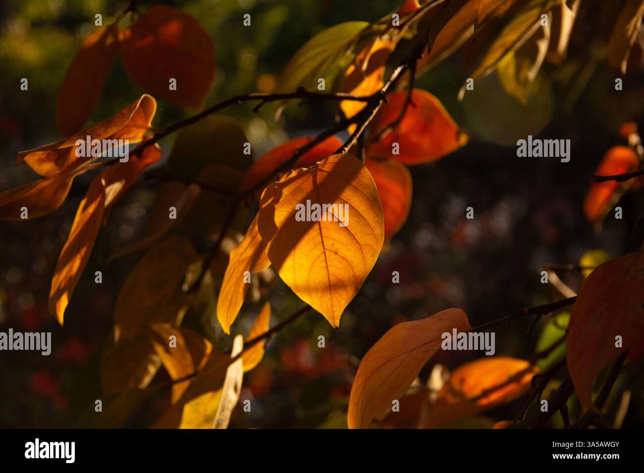 Natureframe hi-res stock photography and images - Alamy