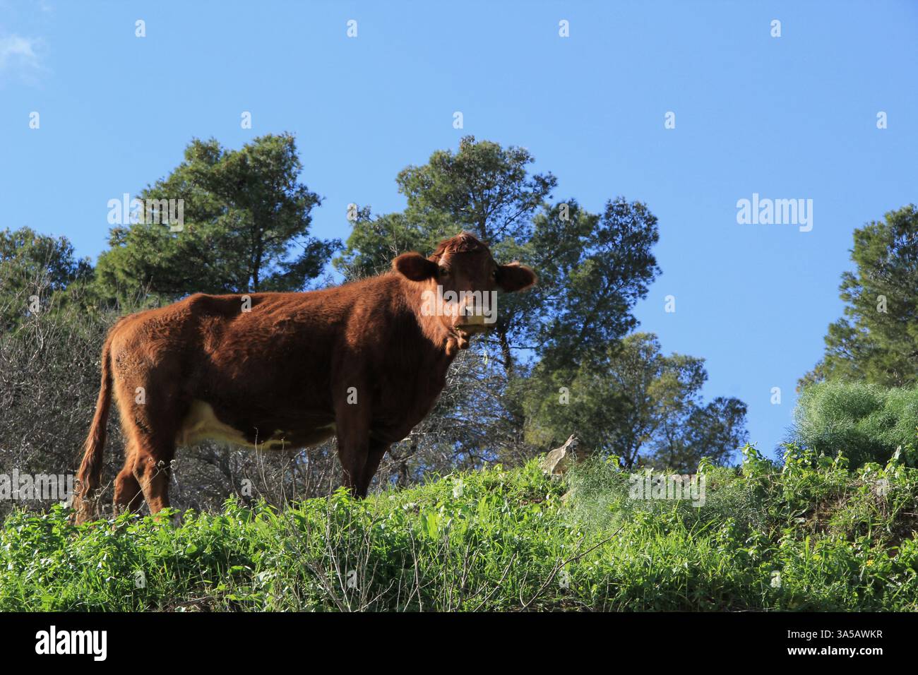 Countrylifeshots hi-res stock photography and images - Alamy