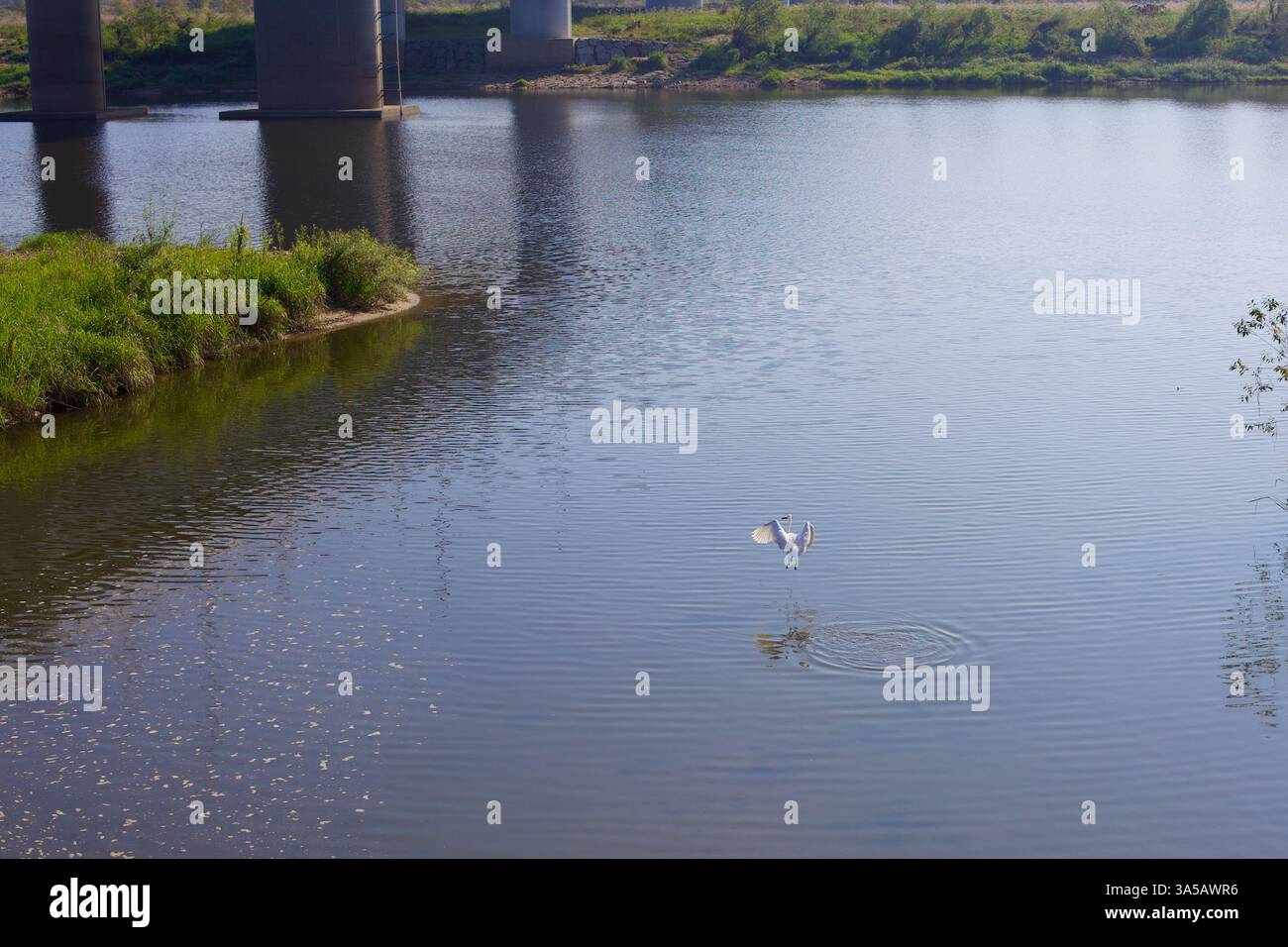 Naju City, South Korea - September 24, 2020: A white egret spreads its ...