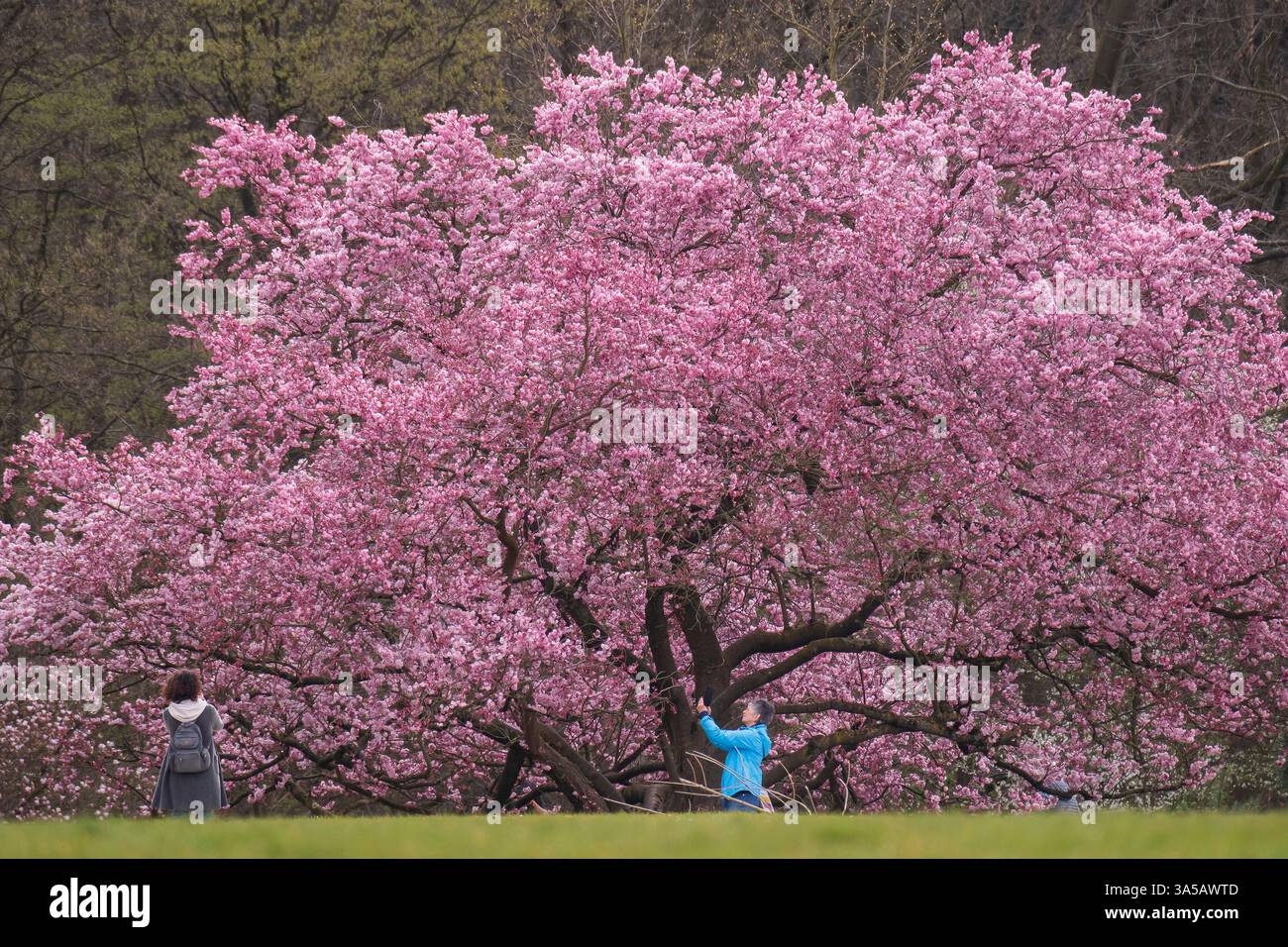 A sign of spring: blooming snow cherry in the Forest Botanical Garden ...