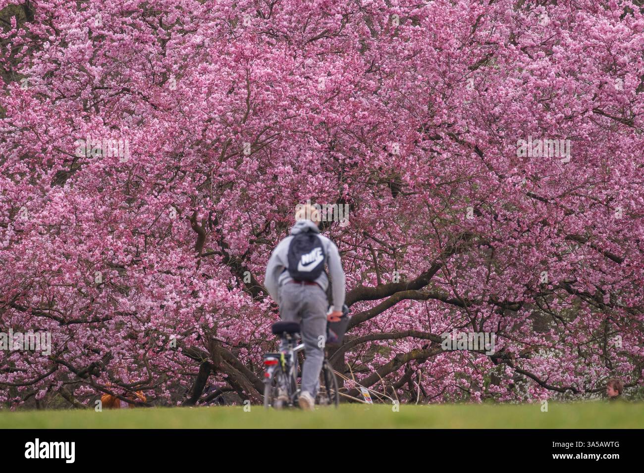 A sign of spring: blooming snow cherry in the Forest Botanical Garden ...