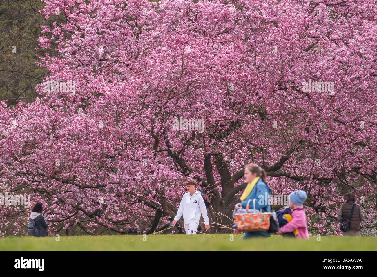 A sign of spring: blooming snow cherry in the Forest Botanical Garden ...