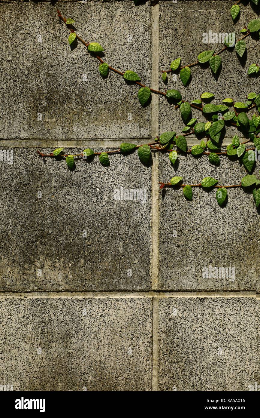 Vines climbing up a concrete block wall Stock Photo - Alamy