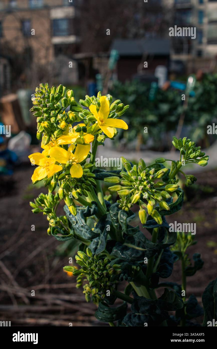 The yellow blossoms on a broccoli plant in Spring. England, UK Stock ...