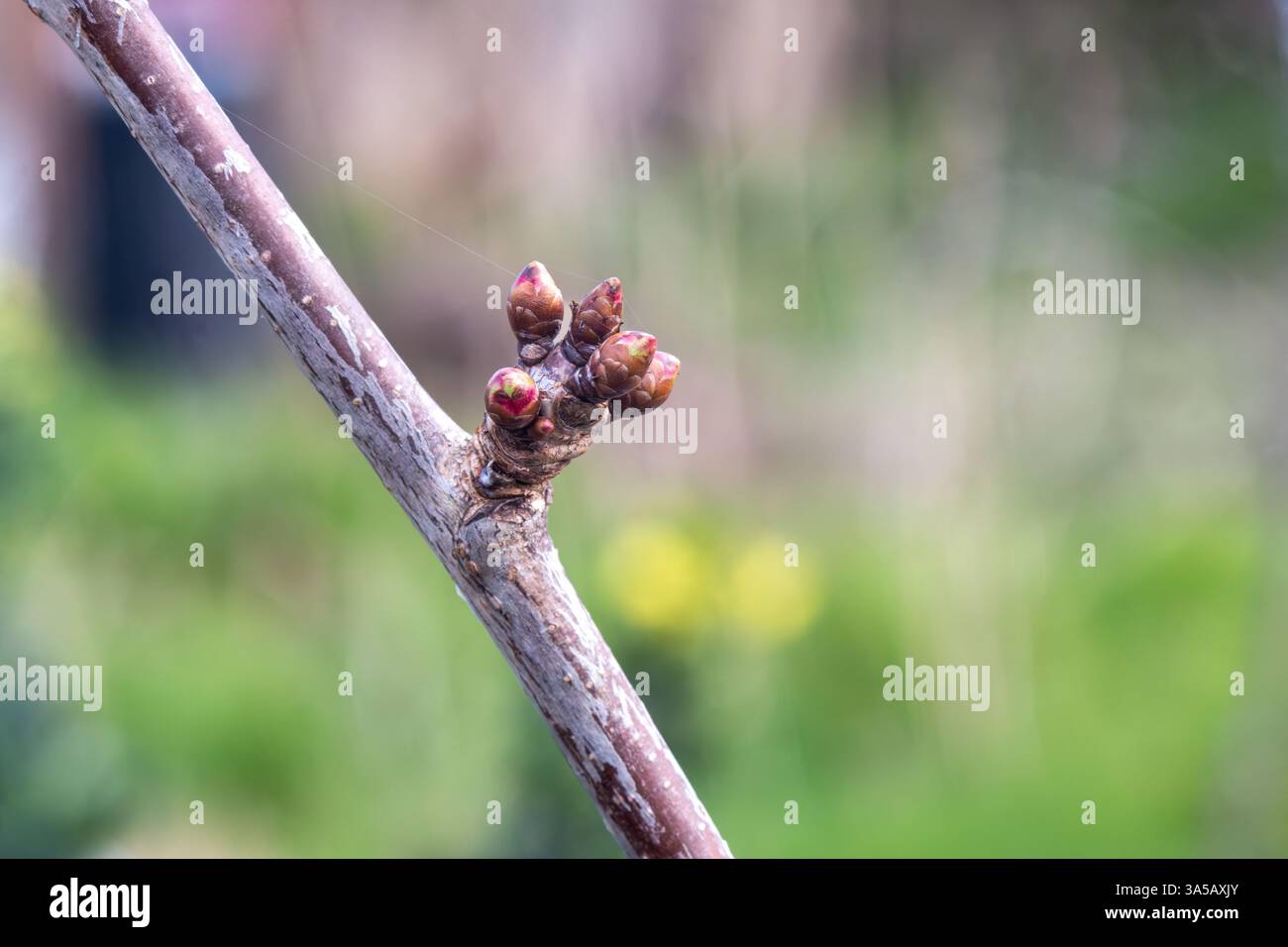 A close up of Spring buds on a cherry tree. England, UK Stock Photo - Alamy