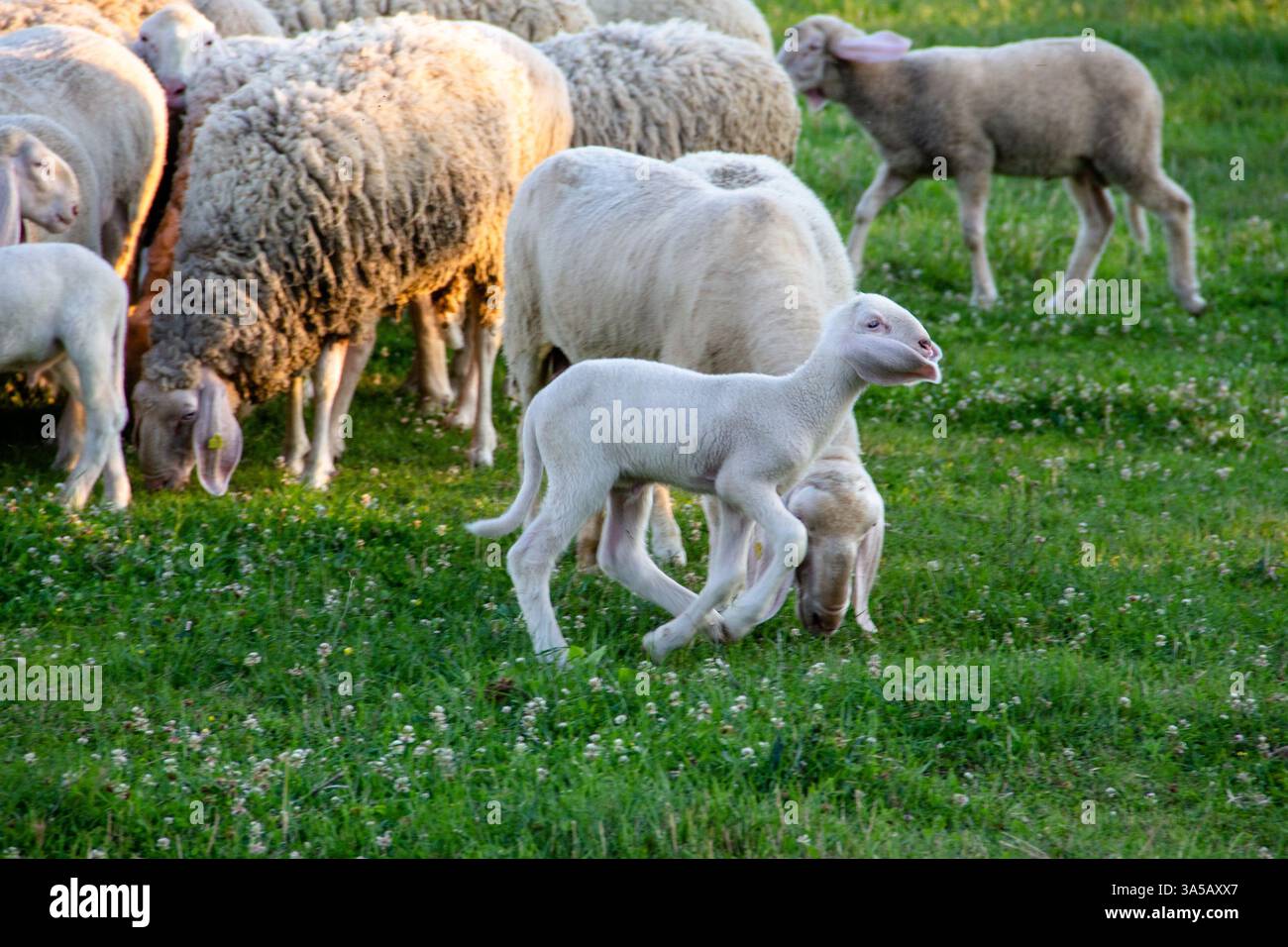 Majestic and resilient! 🐑 The Bergamasca sheep, with its long wool and ...