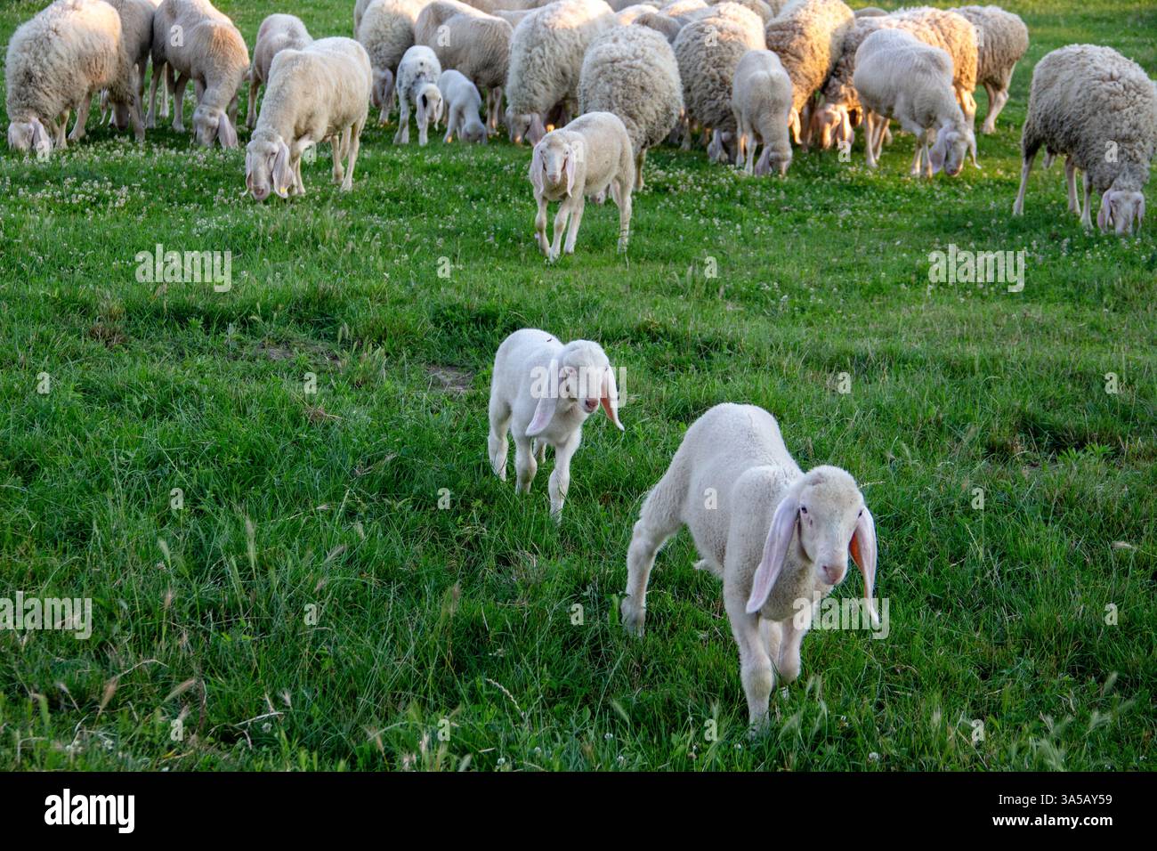 Majestic and resilient! 🐑 The Bergamasca sheep, with its long wool and ...
