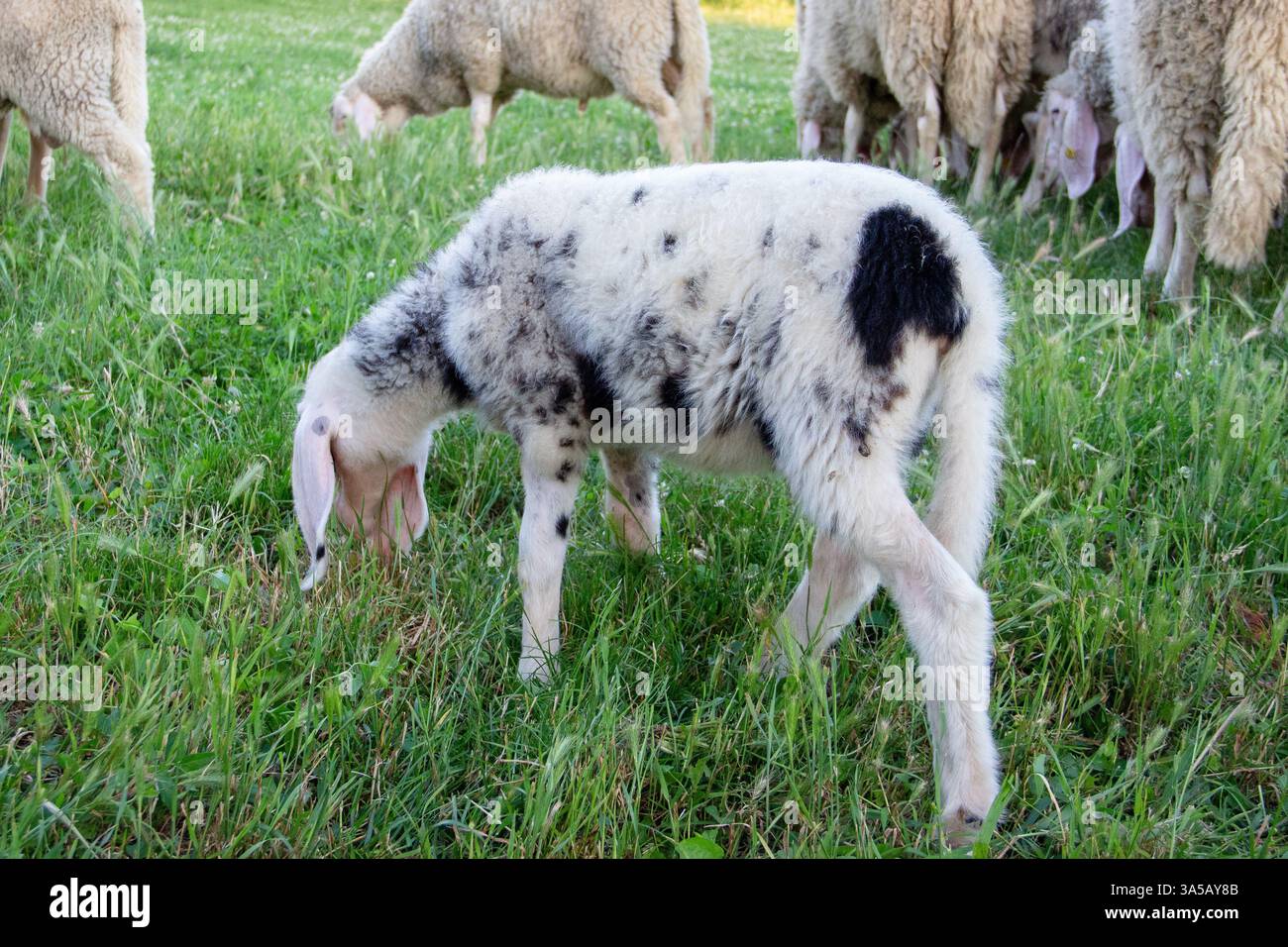 Majestic and resilient! 🐑 The Bergamasca sheep, with its long wool and ...