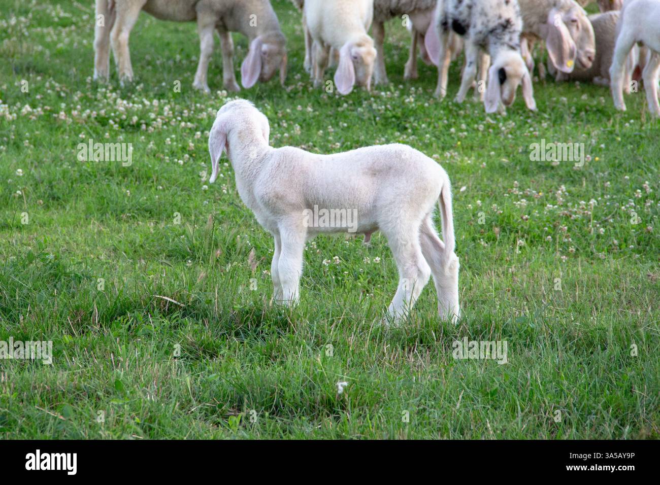 Majestic and resilient! 🐑 The Bergamasca sheep, with its long wool and ...