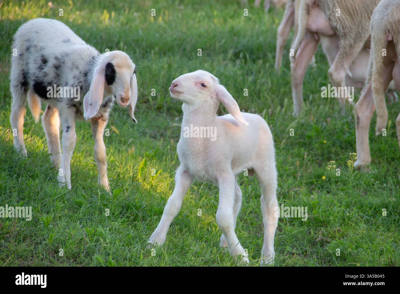 Majestic and resilient! 🐑 The Bergamasca sheep, with its long wool and ...