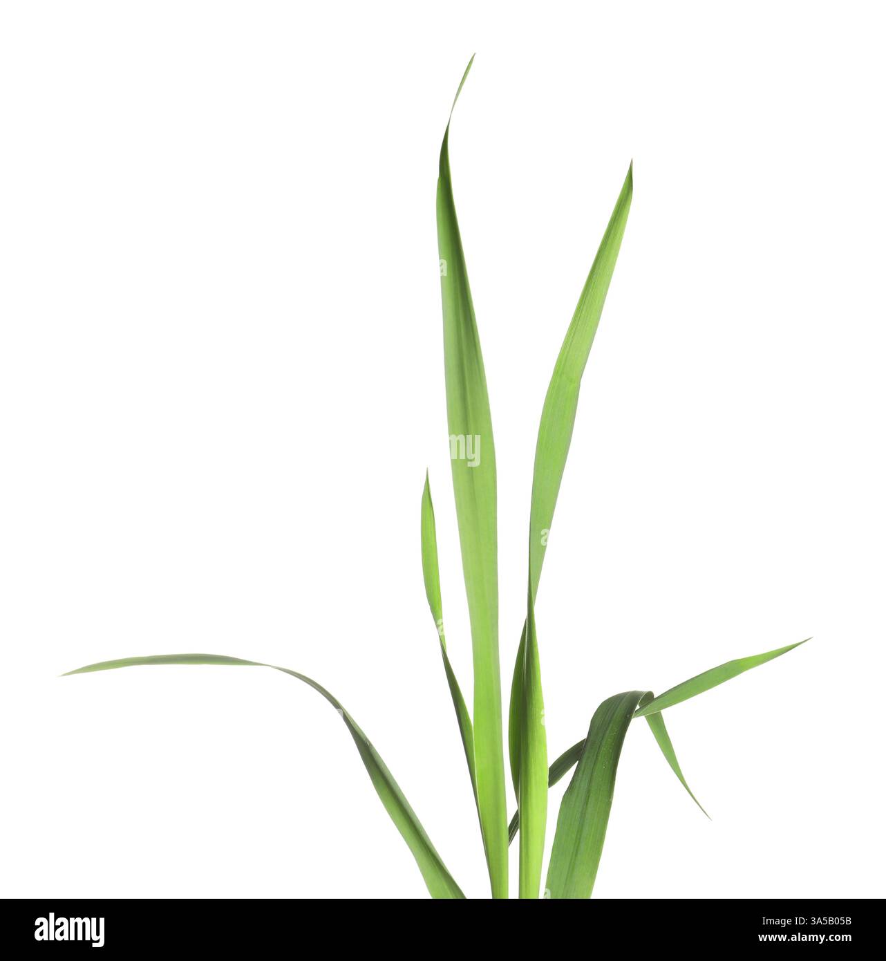 Blades of green grass isolated on white Stock Photo - Alamy