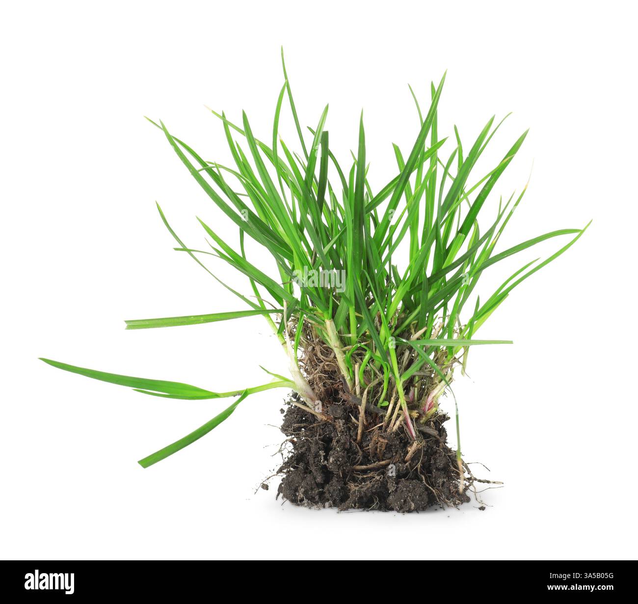 Grass green field wild Cut Out Stock Images & Pictures - Alamy
