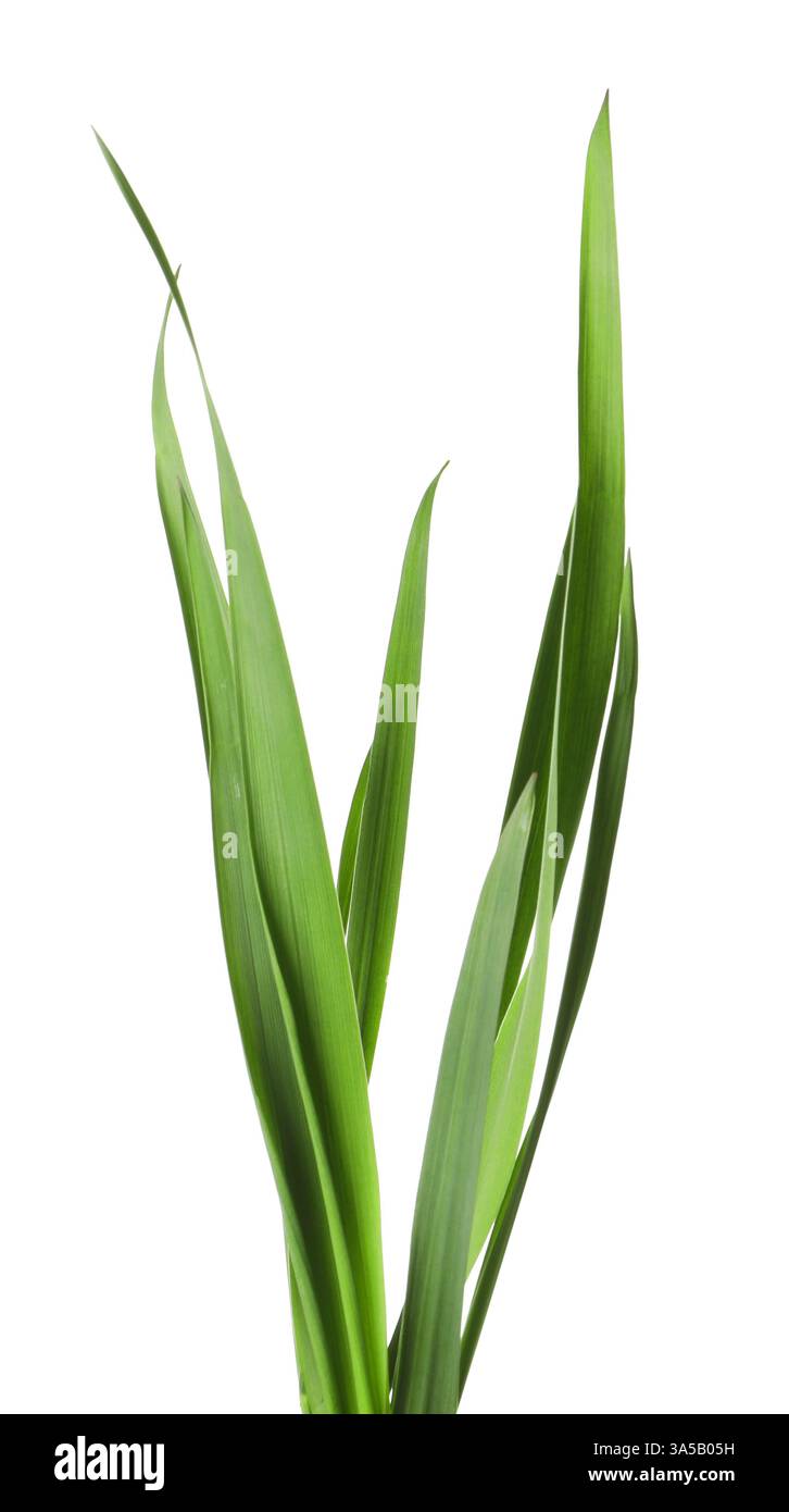 Blades of green grass isolated on white Stock Photo - Alamy