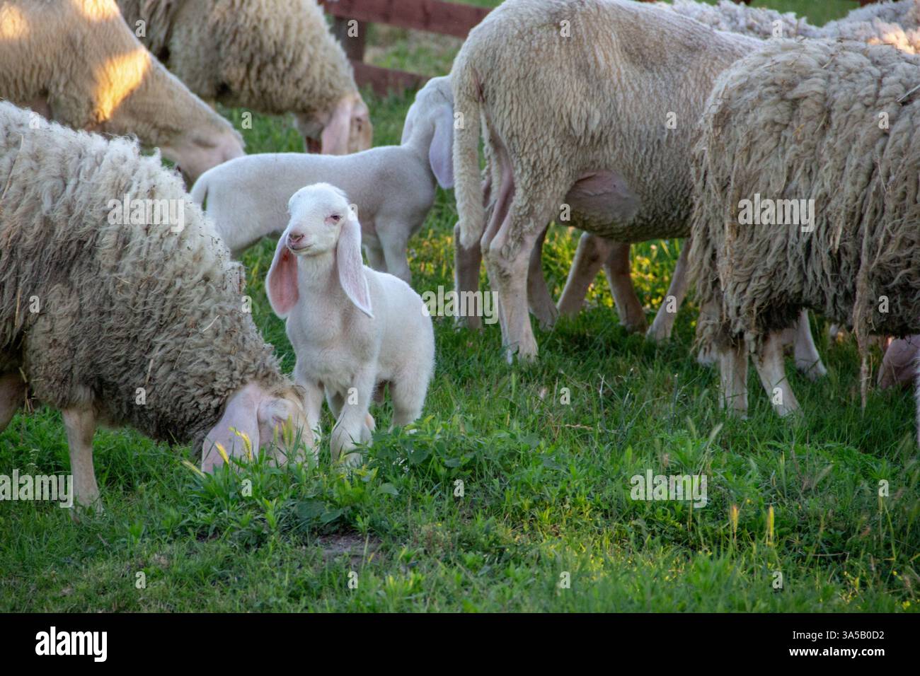 Majestic and resilient! 🐑 The Bergamasca sheep, with its long wool and ...