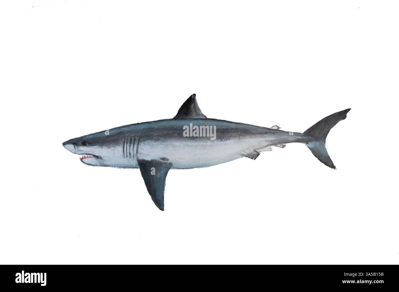 Lamnidae Cut Out Stock Images & Pictures - Alamy