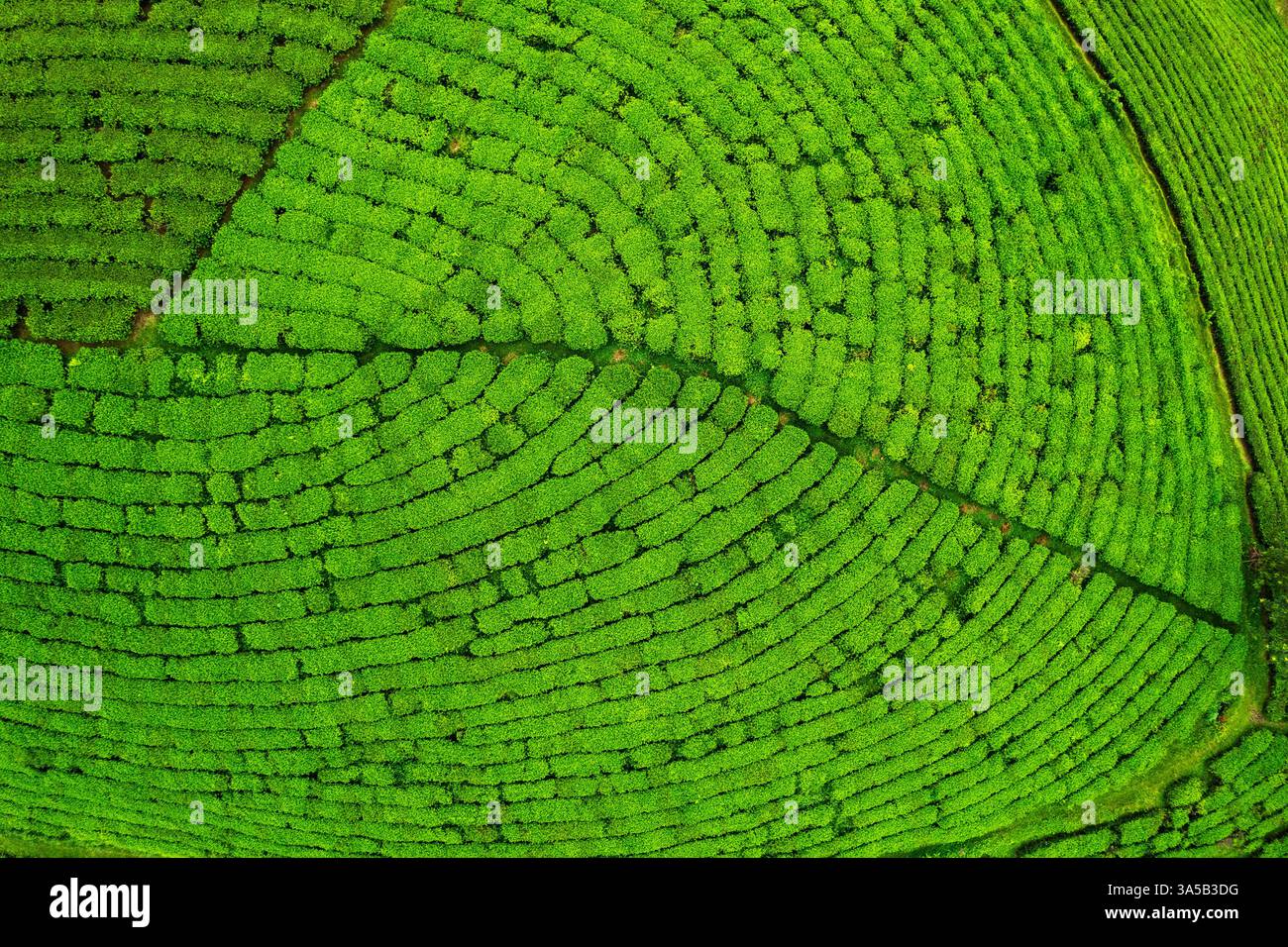 Top view of Lush green tea plantation texture and pattern during ...