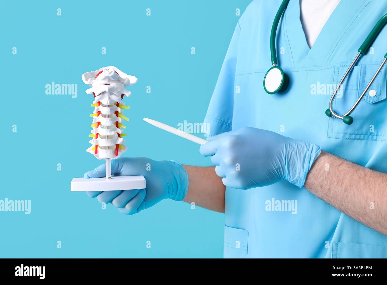 Male doctor demonstrating spinal anatomy with vertebral column model on ...