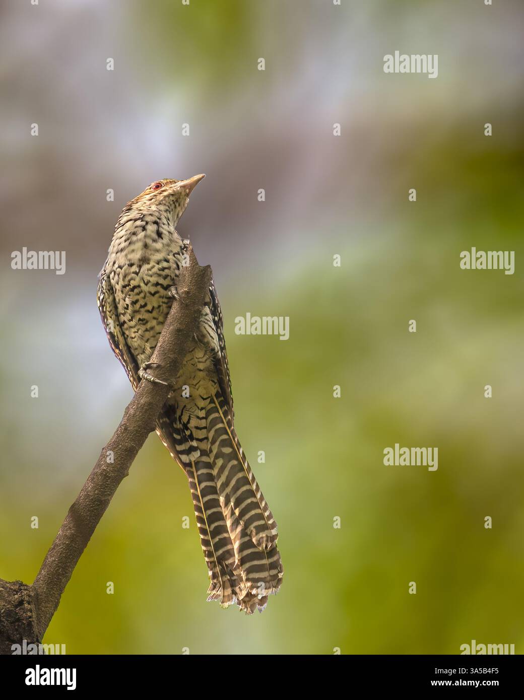 A Female Asian Cuckoo resting on a tree Stock Photo - Alamy