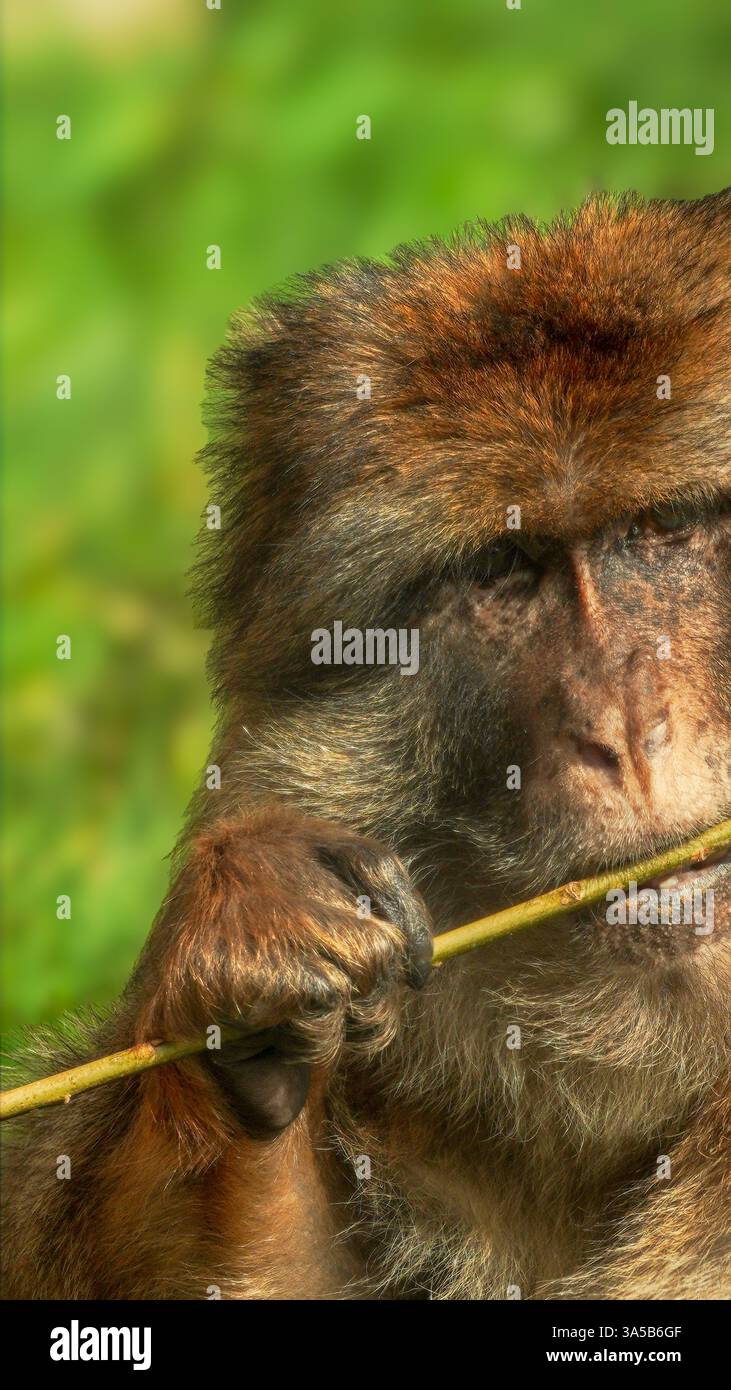 n extreme close-up and portrait of a male macaque monkey looking at the ...
