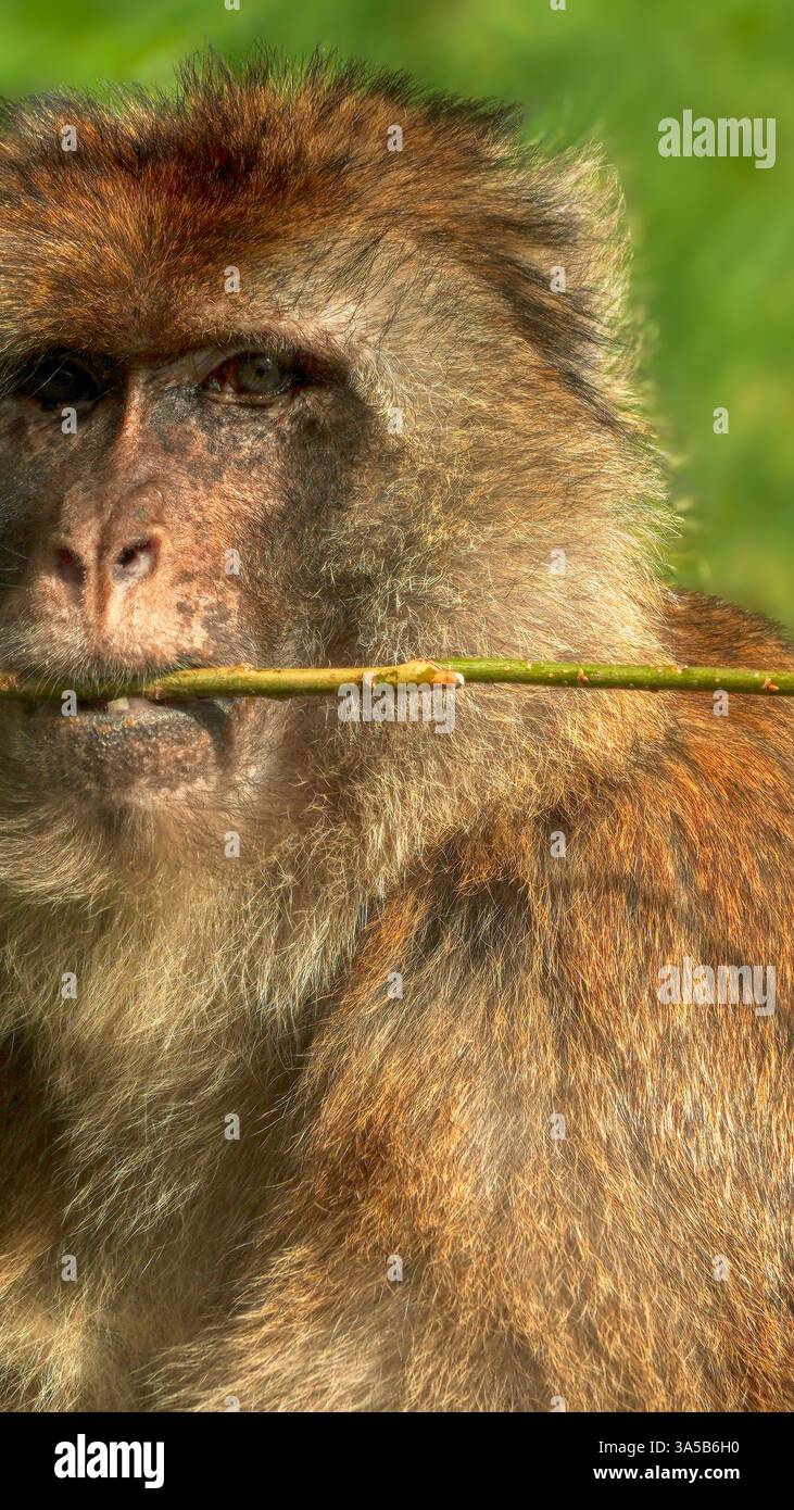 An extreme close-up and portrait of a male macaque monkey looking at ...
