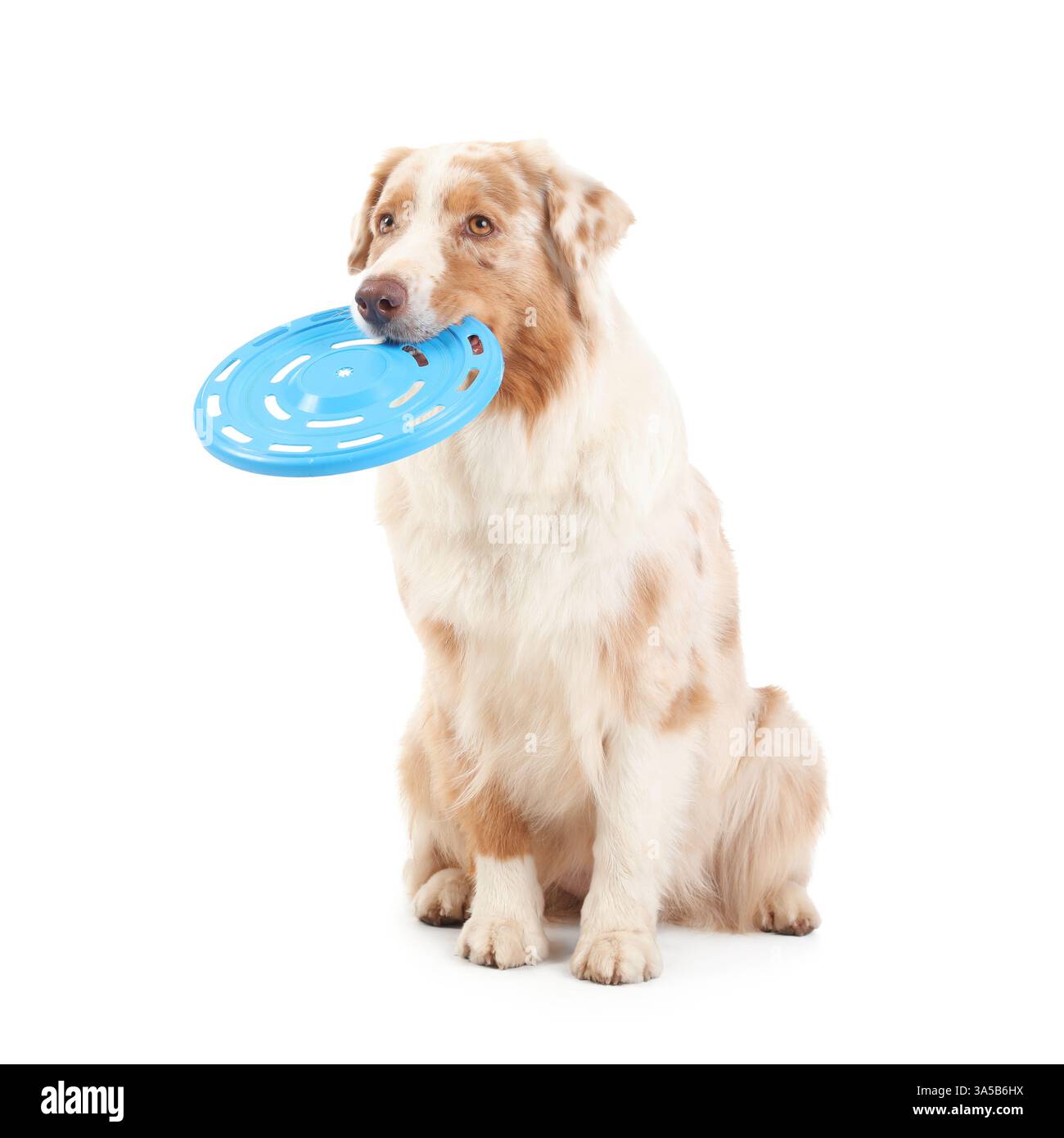 Cute Australian Shepherd dog with blue frisbee on white background ...