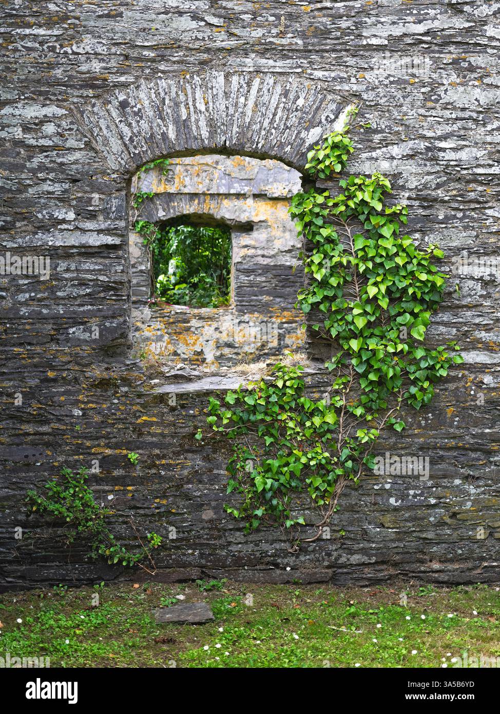 Vines climbing stone wall reveal glimpses of nature behind the ancient ...