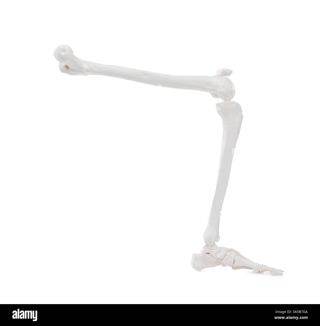 Artificial human skeleton model isolated on white, closeup Stock Photo ...