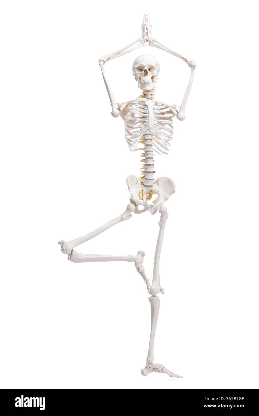 Artificial human skeleton model isolated on white Stock Photo - Alamy