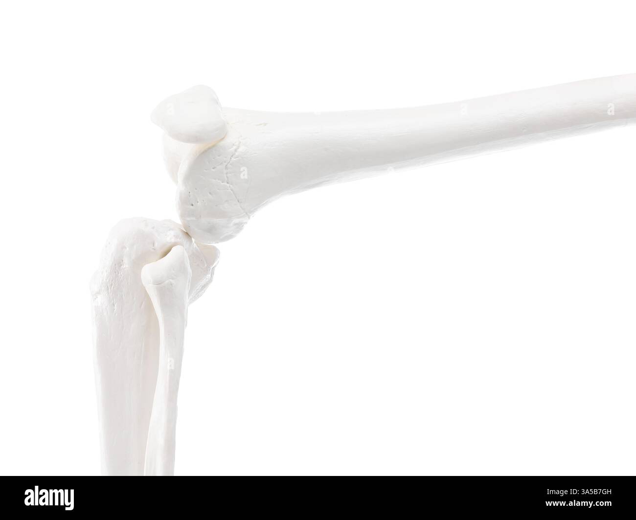 Artificial human skeleton model isolated on white, closeup Stock Photo ...