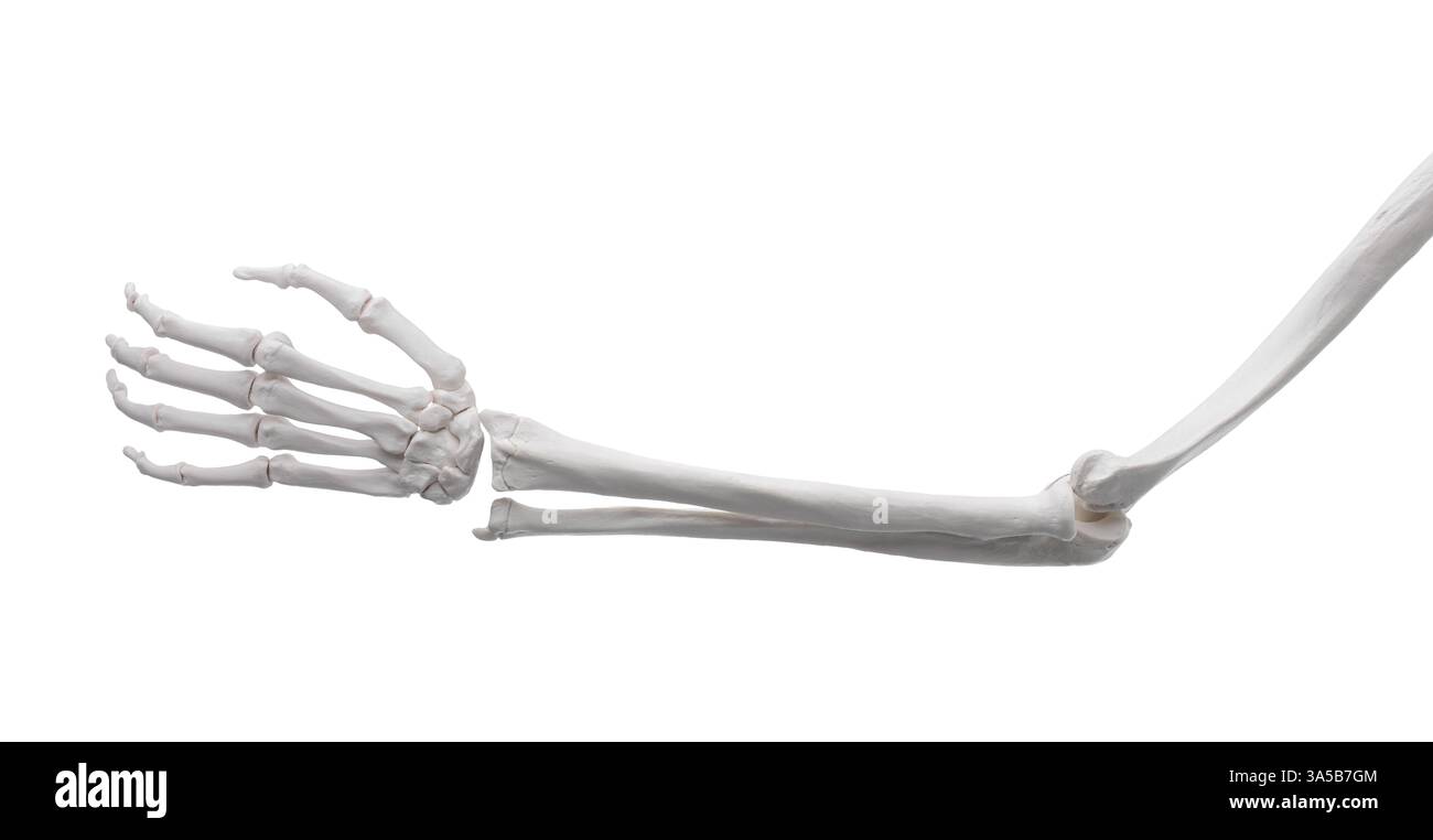 Artificial human skeleton model isolated on white, closeup Stock Photo ...