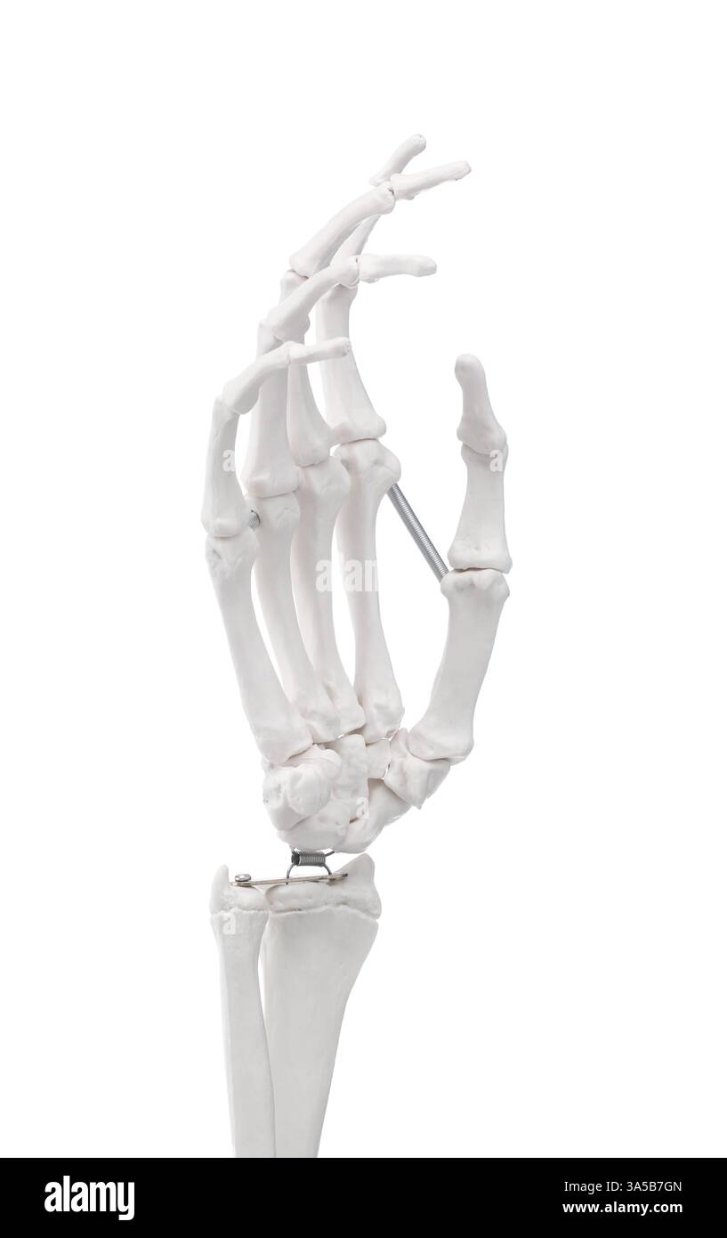 Artificial human skeleton model isolated on white, closeup Stock Photo ...