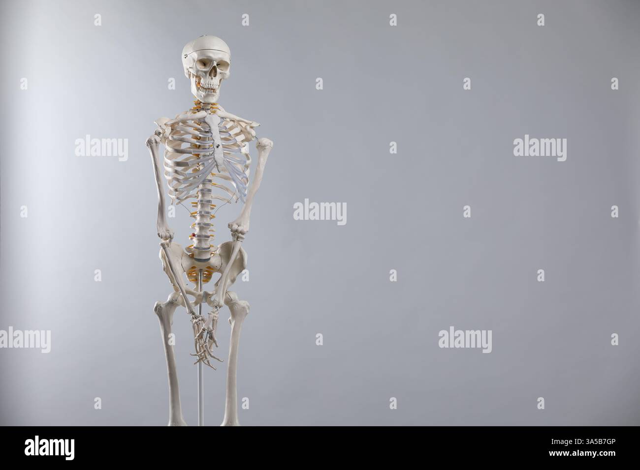 Artificial human skeleton model on gray background, space for text ...