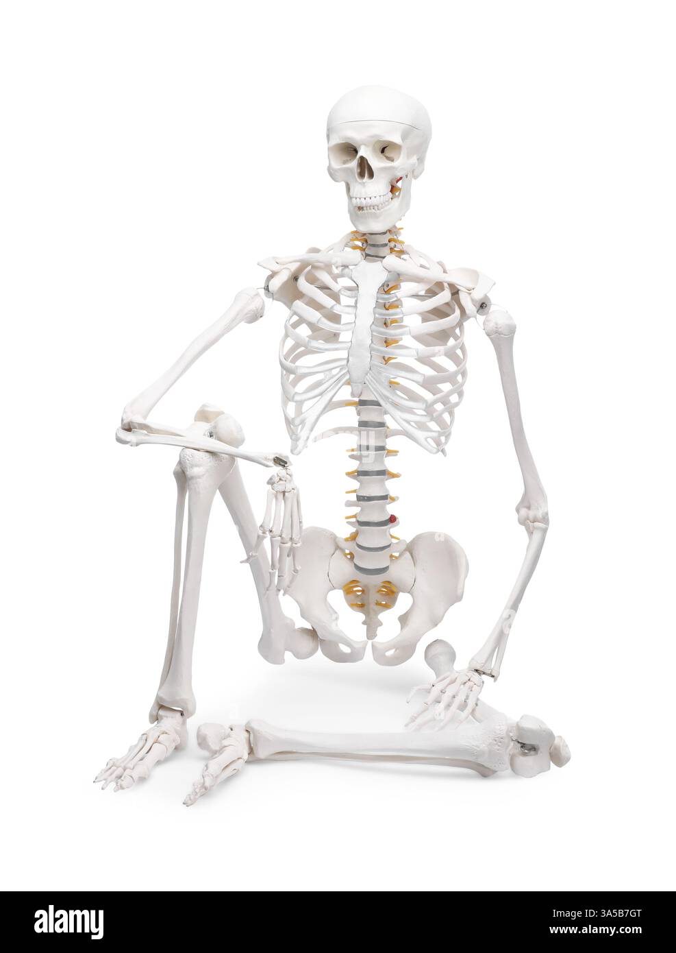 Artificial human skeleton model isolated on white Stock Photo - Alamy