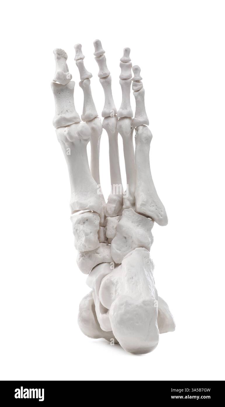 Artificial human skeleton model isolated on white, closeup Stock Photo ...