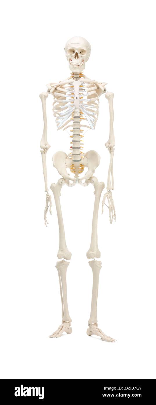 Artificial human skeleton model isolated on white Stock Photo - Alamy