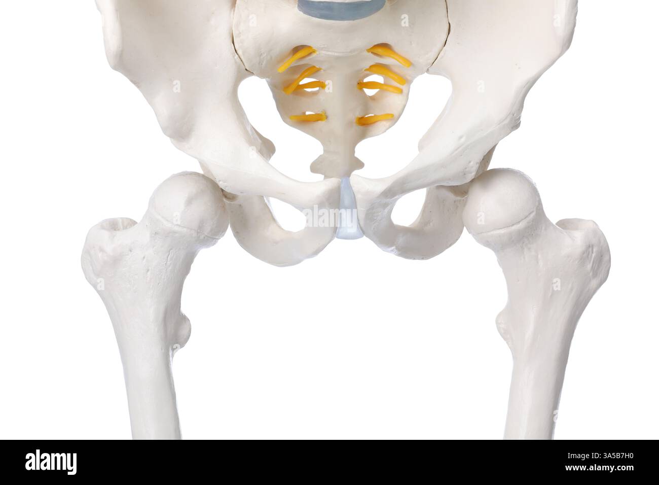 Artificial human skeleton model isolated on white, closeup Stock Photo ...