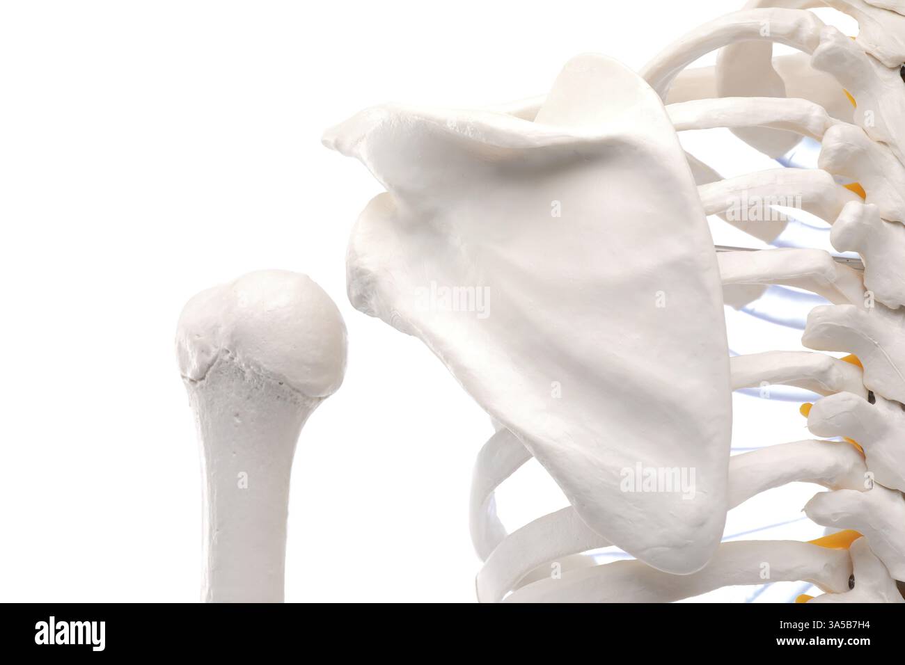Artificial human skeleton model isolated on white, closeup Stock Photo ...