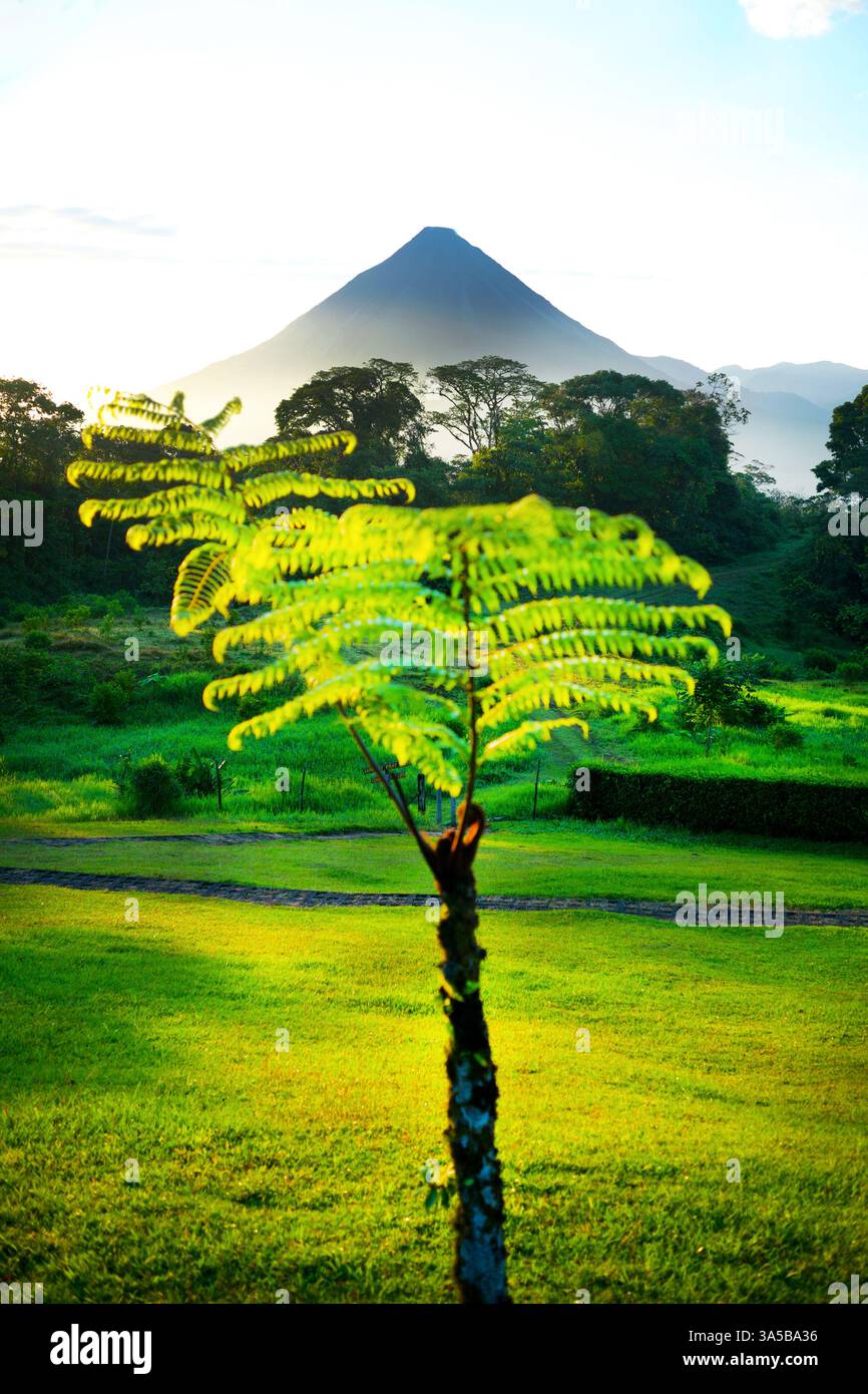 Arenal volcano, cone shaped volcano, at sunset with a bright green tree ...