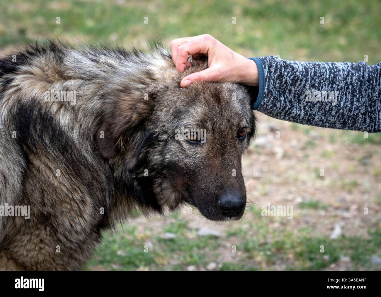 A Gentle Touch – The Bond Between Human and Dog Stock Photo - Alamy