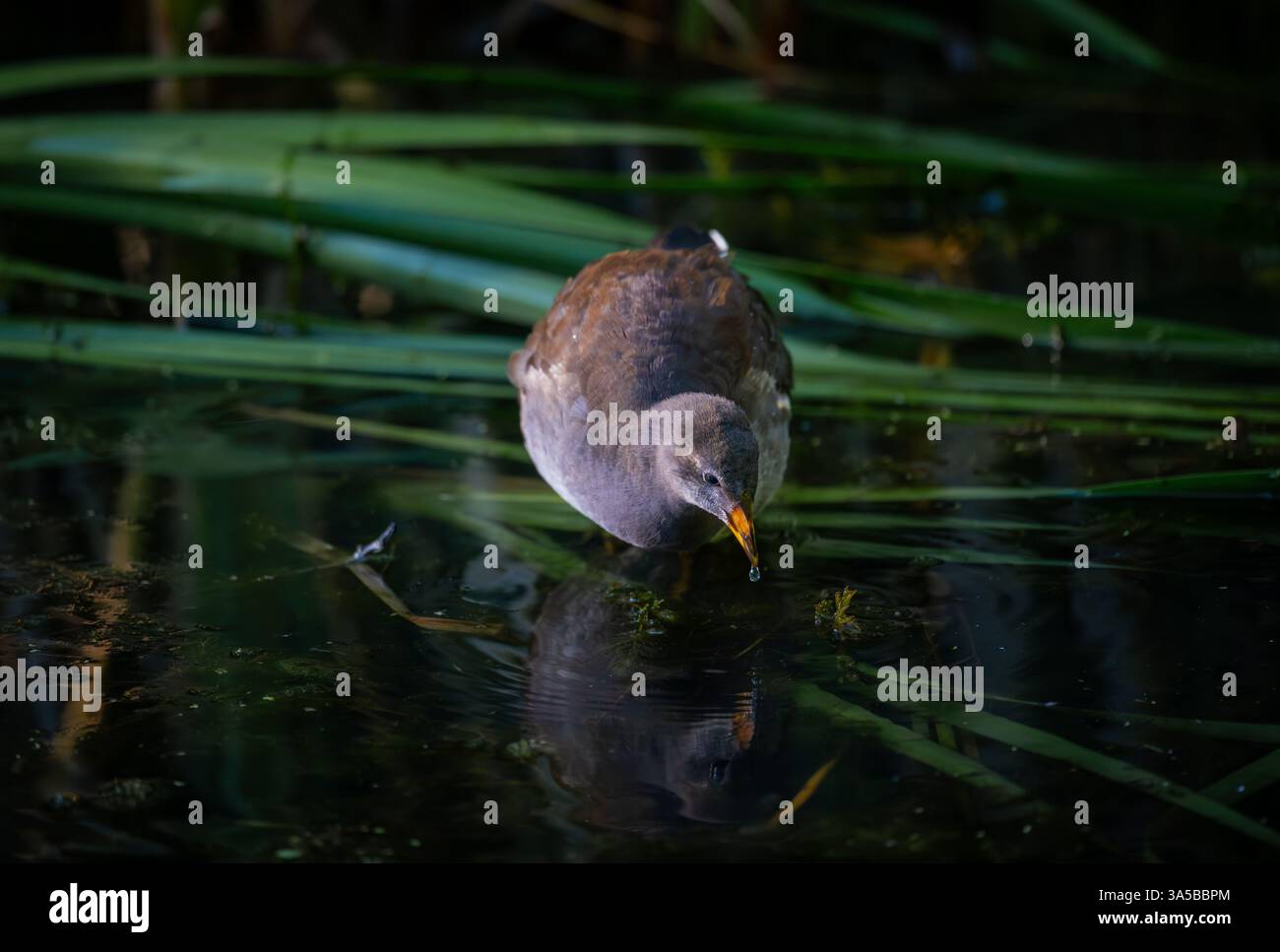 Drop moorhen hi-res stock photography and images - Alamy