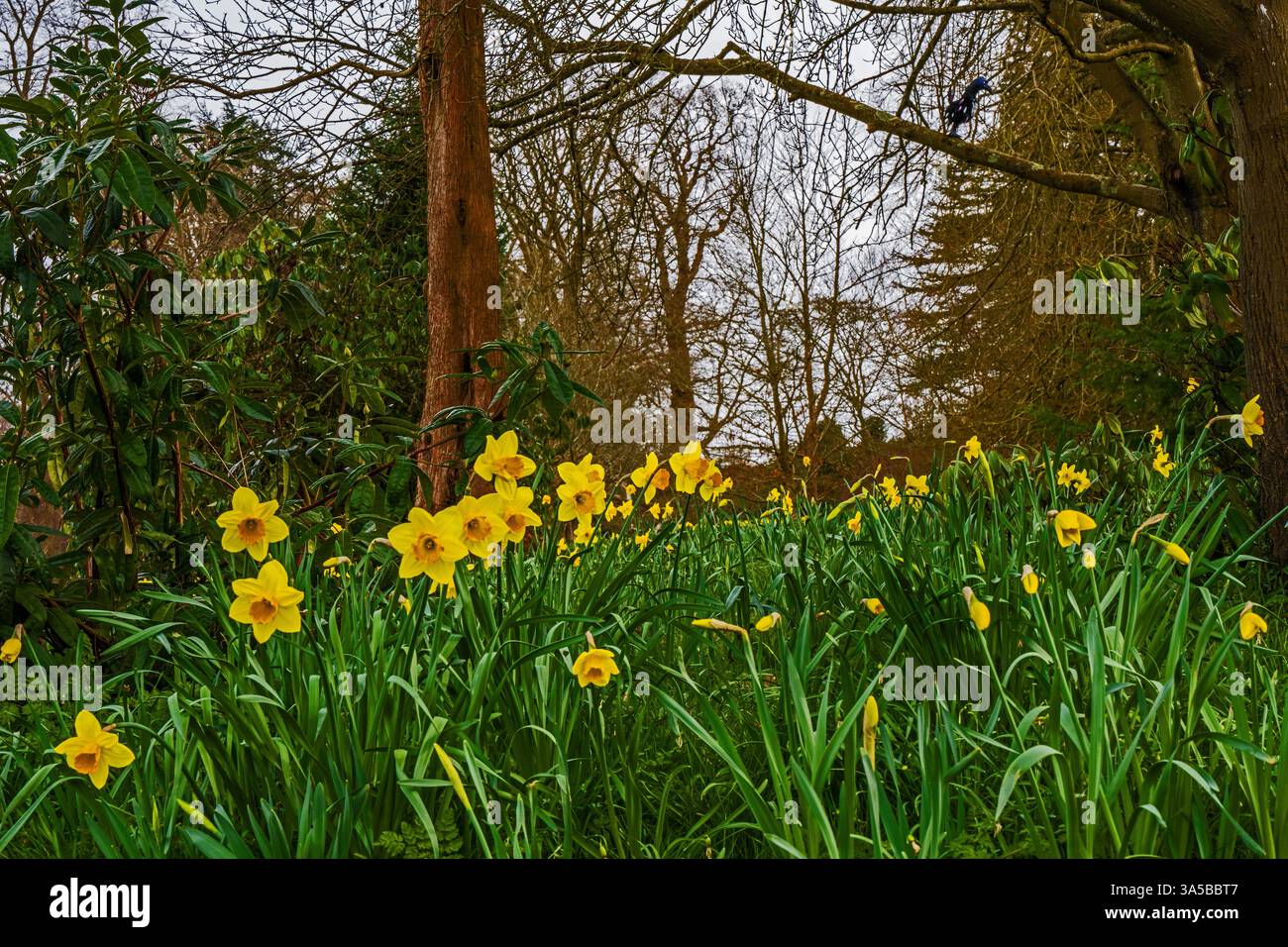 Daffodils in woodland Stock Photo - Alamy