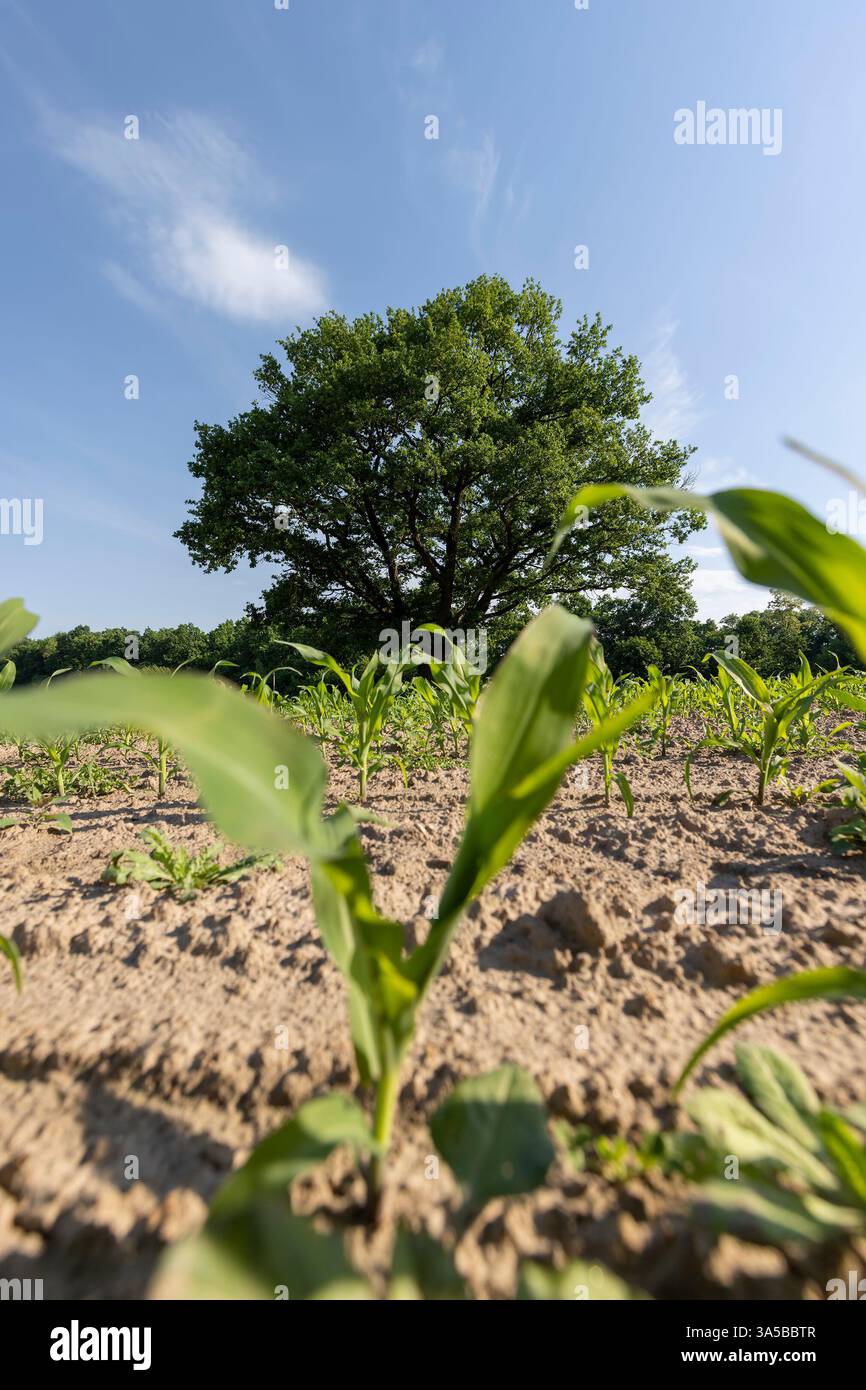 one oak in a green cornfield with young sweet corn, an oak tree in a ...